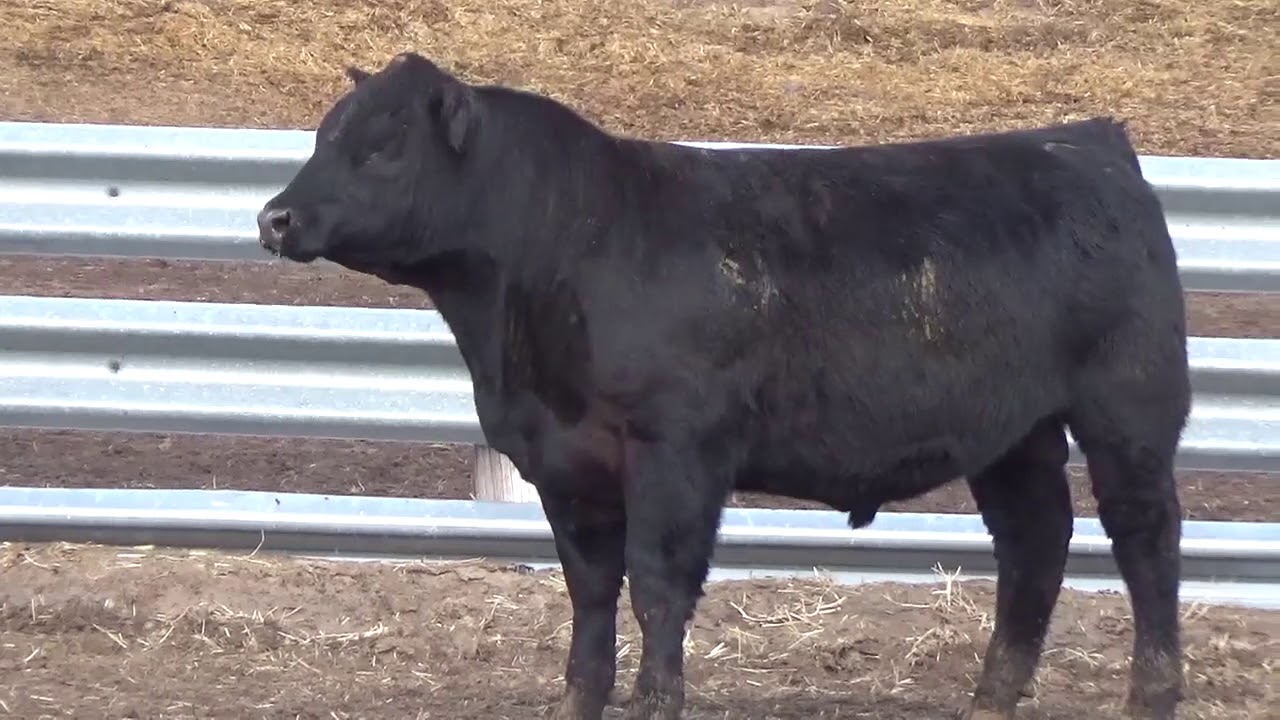 Connealy Angus Ranch Lot 75 - YouTube