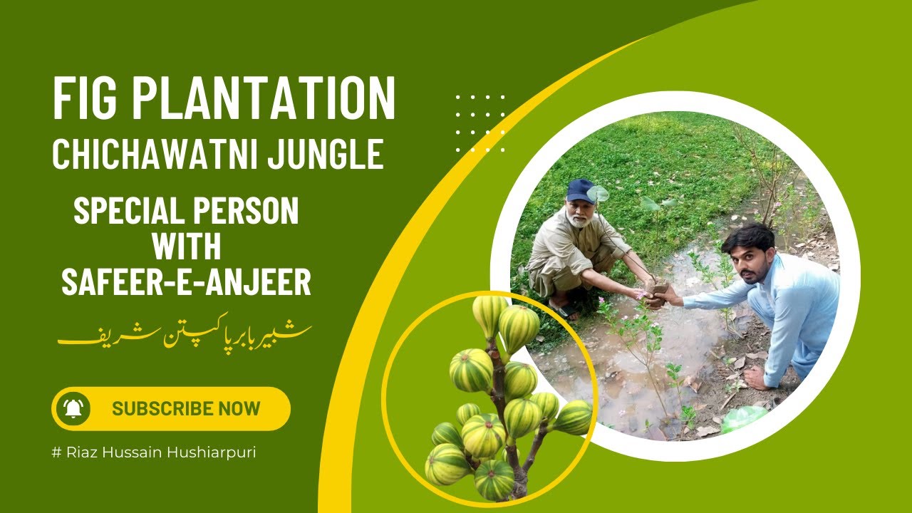 Plantation Drive, Anjeer Plant, Chichawatni Jungle, Historical Forest ...