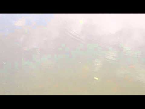 Golden Orfe Fry - YouTube