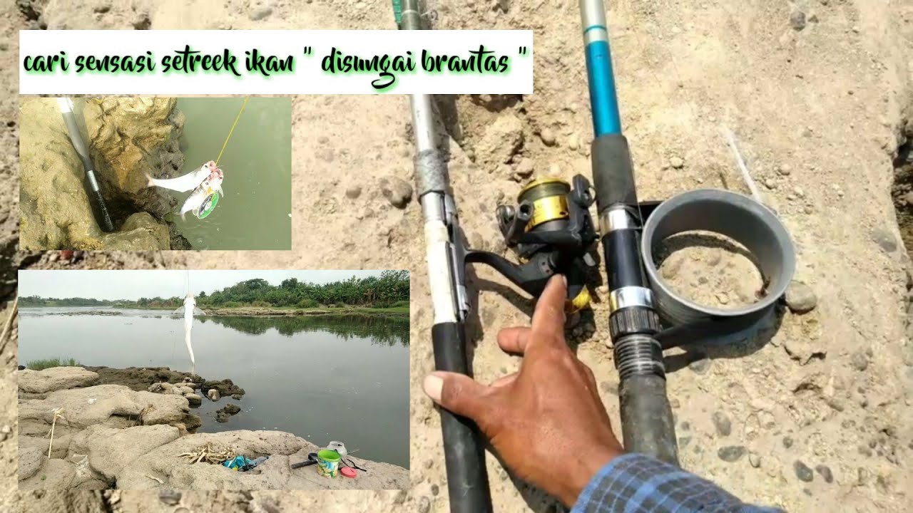 Menyenangkan 😱😀😀mancing ikan "jendil" versi mini di spot sungai brantas ...