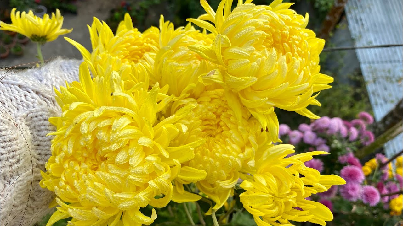 How to take care of blooming chrysanthemum?Guldawdi ki care - YouTube