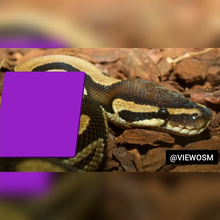 prerequisites for python. A basic idea of python#pythondeveloper # ... prerequisites for python. A basic idea of python#pythondeveloper # ...