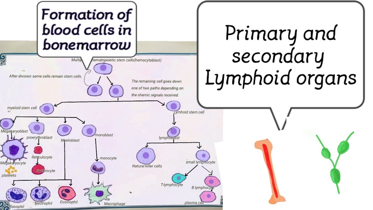 Immunity part-6 lymphoid organs|formation of lymphocytes - YouTube