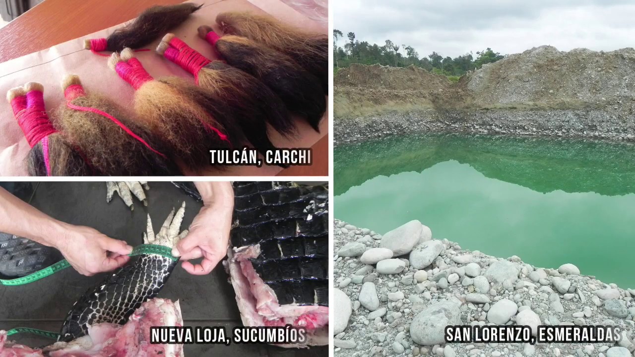 Lanzamiento Guía de Peritaje Ambiental, segunda edición - YouTube