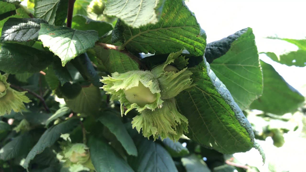 Barcelona lazdyno riešutas - YouTube