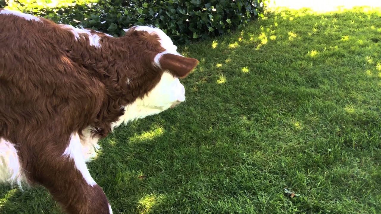 Mini ko brøler - YouTube