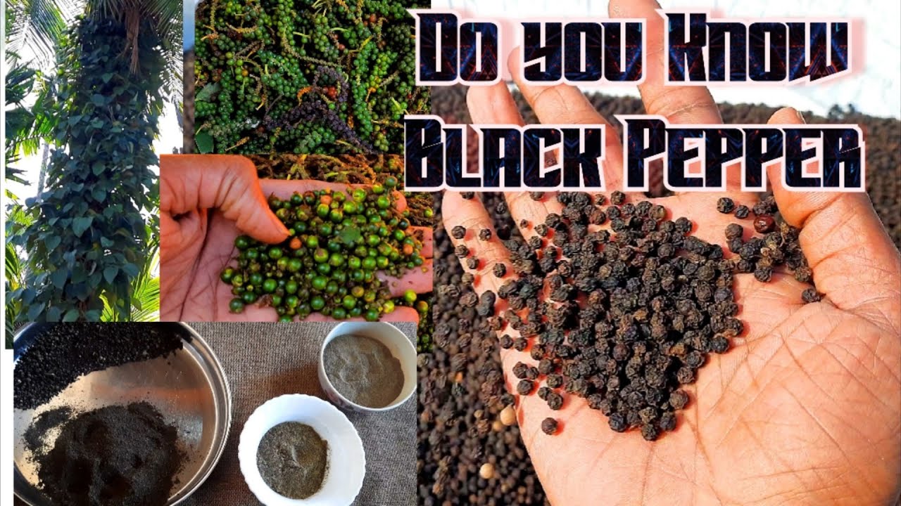 BLACK PEPPER Harvesting | Processing | Variety | Comparison | VLOG ...