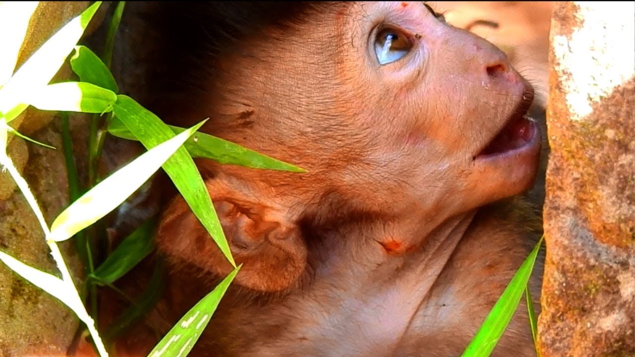 Timo Very Angry With Tima For Weaning, Cry Loudly, Kari Hold Him & Then ...