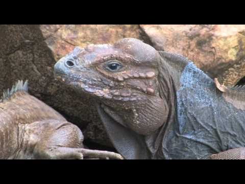 Outback Jungle Safari Punta Cana, Dominican Republic | WestJet ...