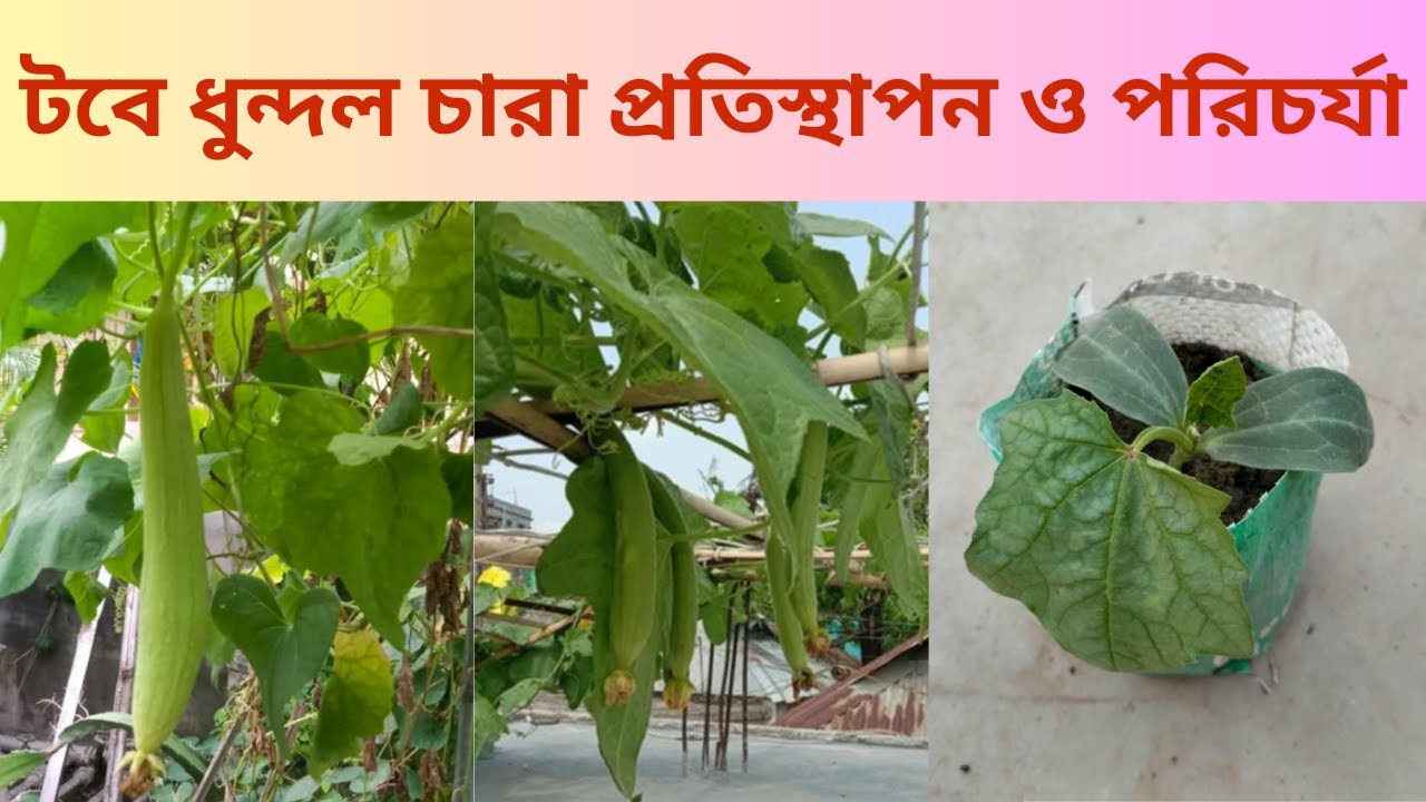 টবে ধুন্দল চারা প্রতিস্থাপন ও পরিচর্যা।Grow sponge gourd in pot ...