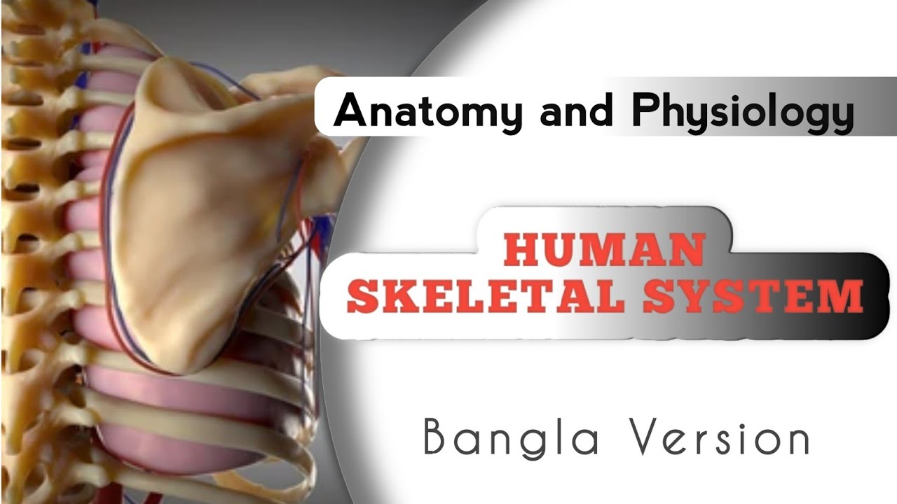 The Skeletal System || কঙ্কাল তন্ত্র || Anatomy and Physiology ( Bangla ...