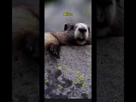 O nome Alice agora comente o seu?