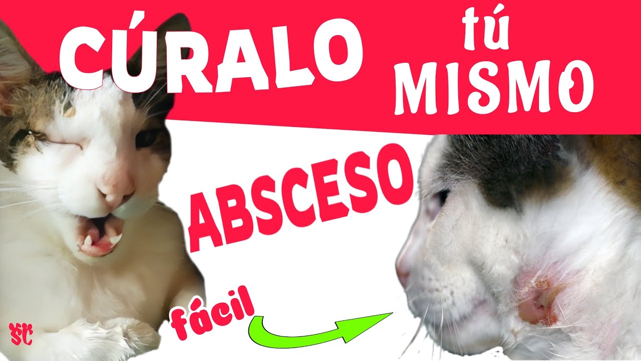 Se INFECTÓ la herida de mi gato😿Absceso, cúralo tu mismo sin ...