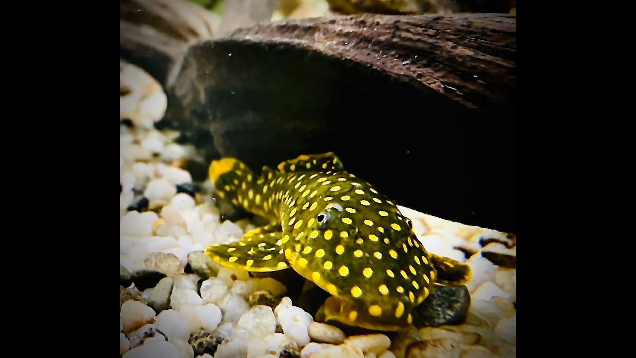 Fishies Vol 01 - YouTube