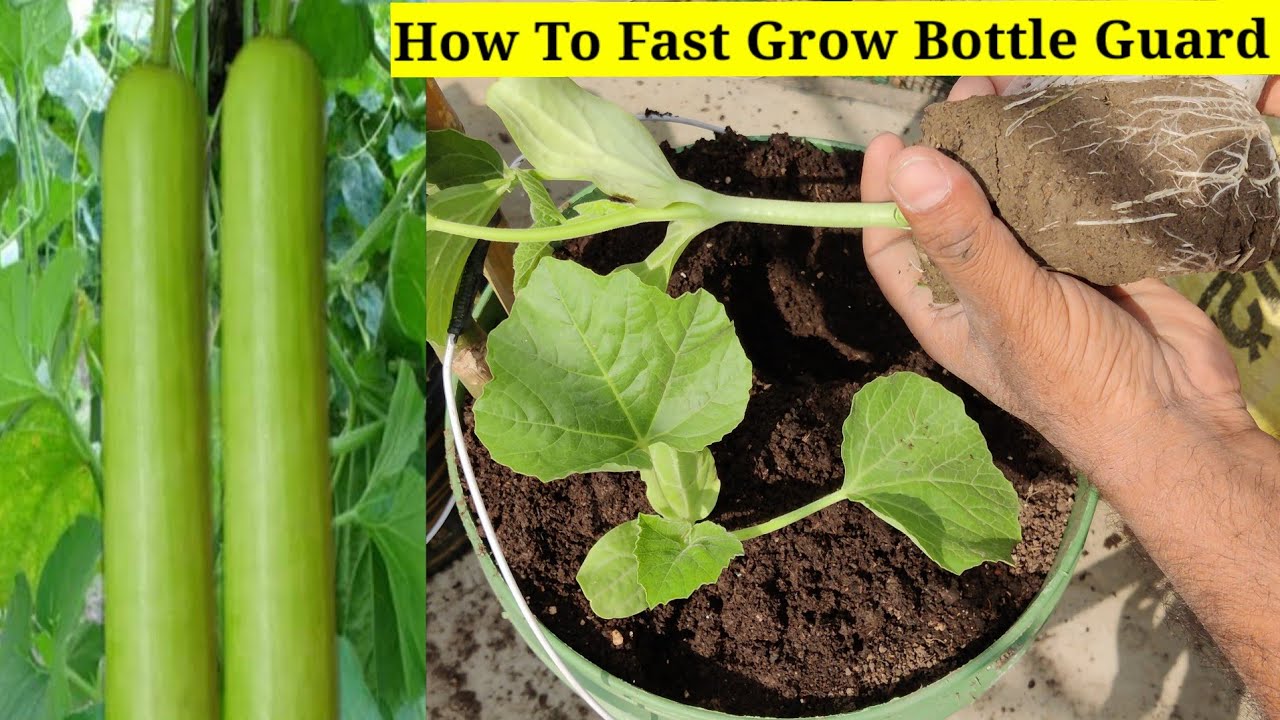 लोकी करेला खीरा तुरई गर्मी की सब्जी के बीज उगने जादुई सीक्रेट | How To ...