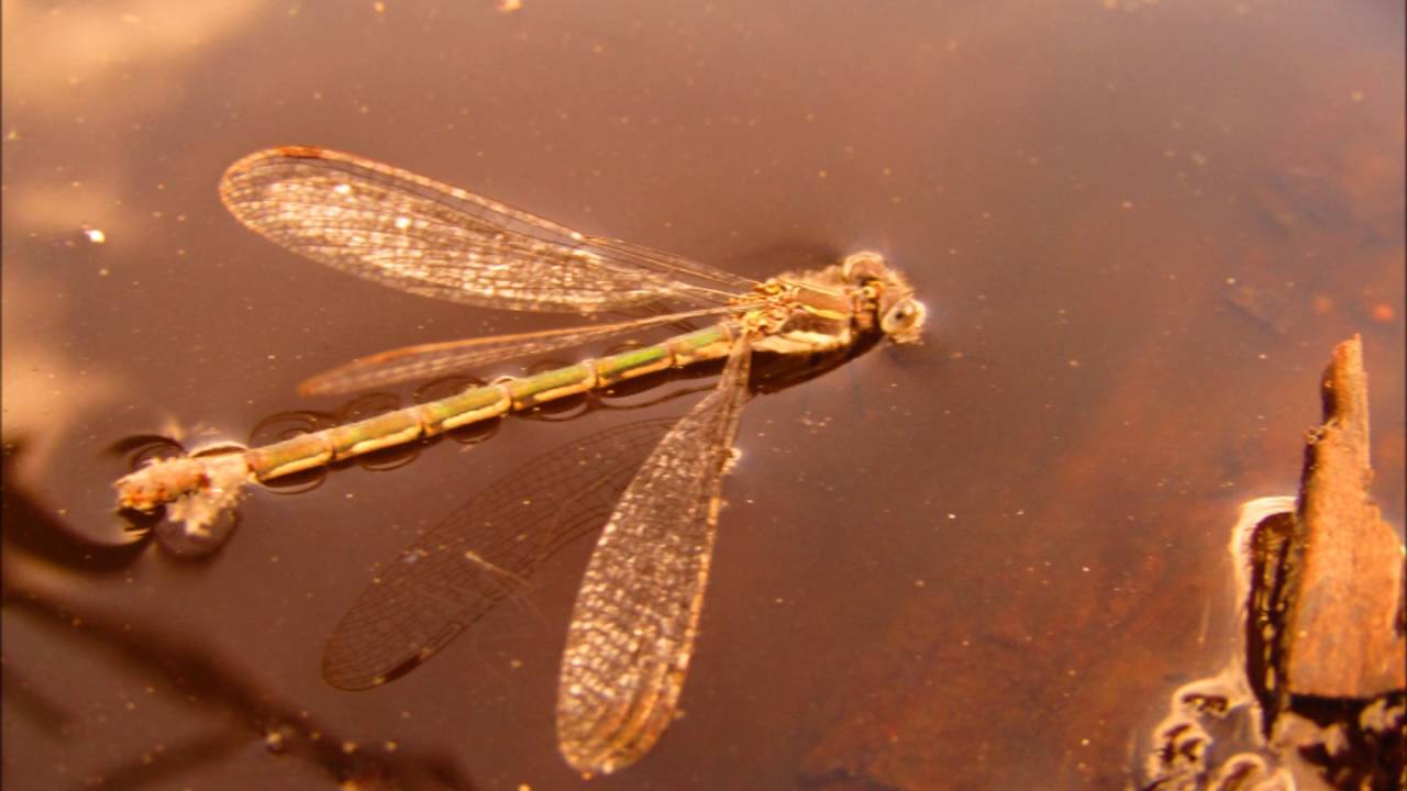 frog and dragonfly - YouTube