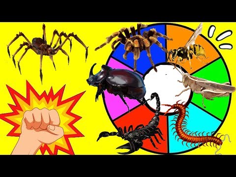 RULETA SORPRESA de ANIMALES INVERTEBRADOS | Los Insectos Terroríficos | Araña, Escorpión, Avispa