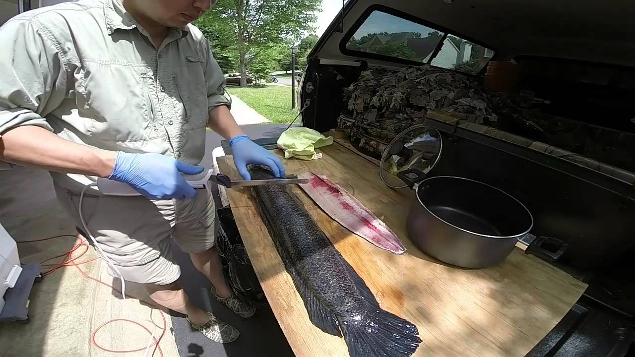 How to Boneless Fillet a Potomac Northern Snakehead 19 July 2014 - YouTube