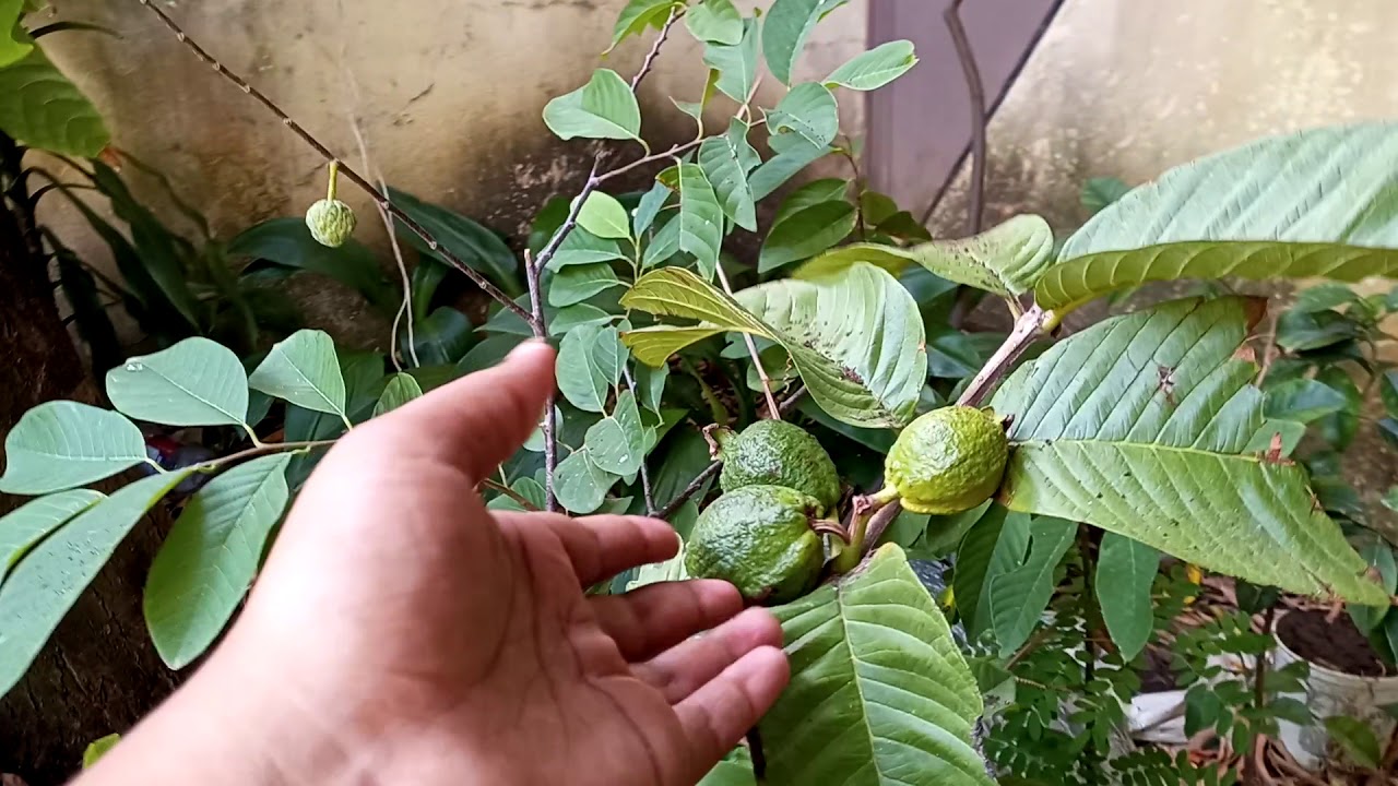 Meu pomar no quintal de casa 💖 - YouTube