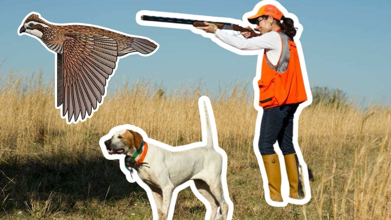 QUAIL HUNTING With Dogs In South Florida! *Bonus INSANE Osceola Turkey ...