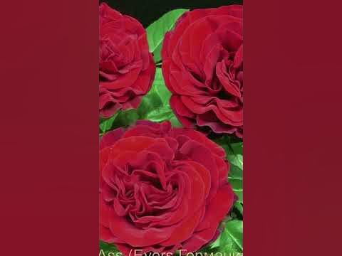 Как распускается роза Херц Асс - Herz Ass (Evers Германия, 1998) - YouTube
