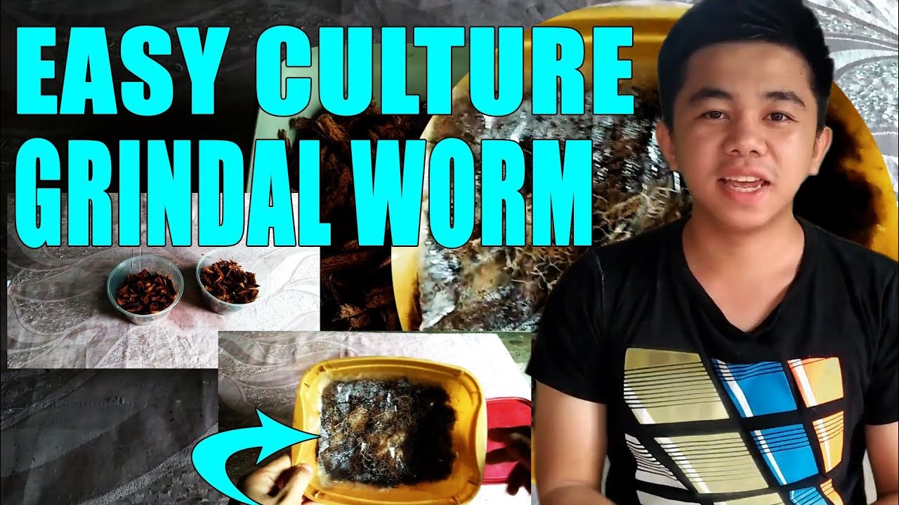 HOW TO CULTURE GRINDAL WORM (Live food for my ornamental fish ) Alfreds ...