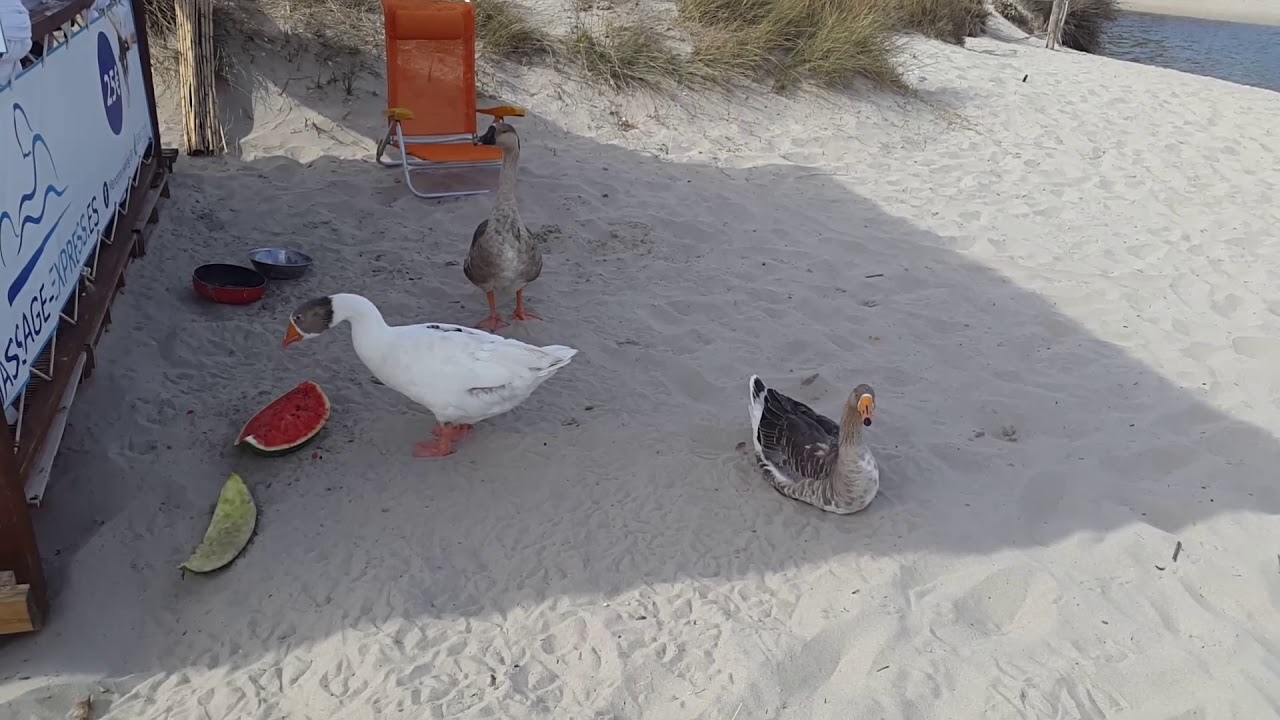 Goose eating watermelon - YouTube