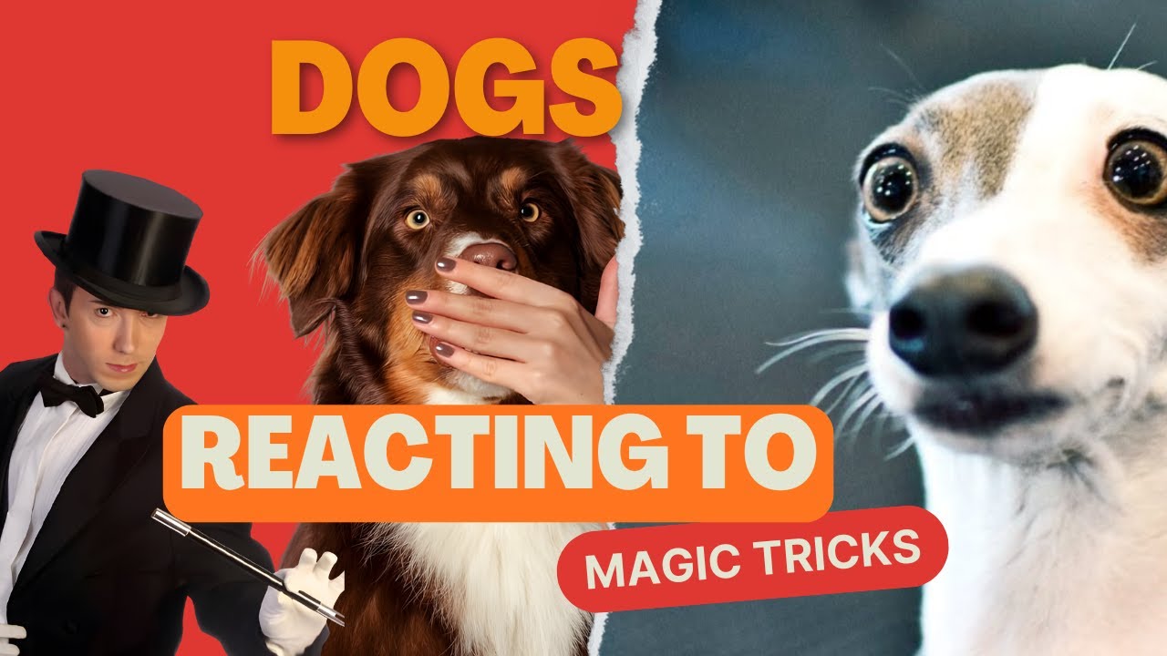 Dogs Reacting to Magic Tricks 🪄😂🐶 - YouTube