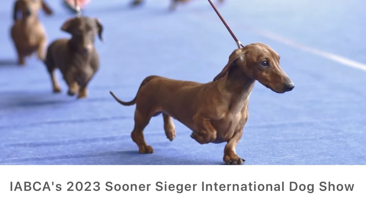 Dog Parade at OKC’s IABCA’s 2023 Sooner Sieger International Dog Show ...