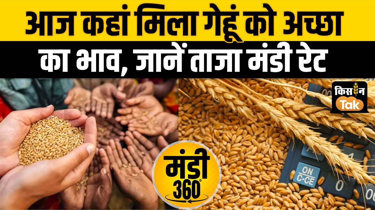 Wheat Mandi Price Today: कहां बिक रहे हैं MSP से महंगे गेहूं, जानिए ...