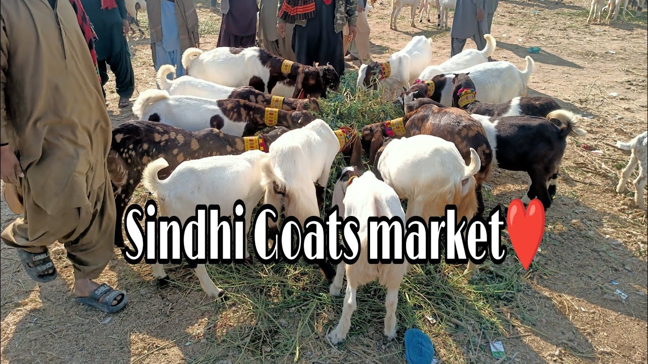 Sindhi goats market |MSCattleFarm| - YouTube