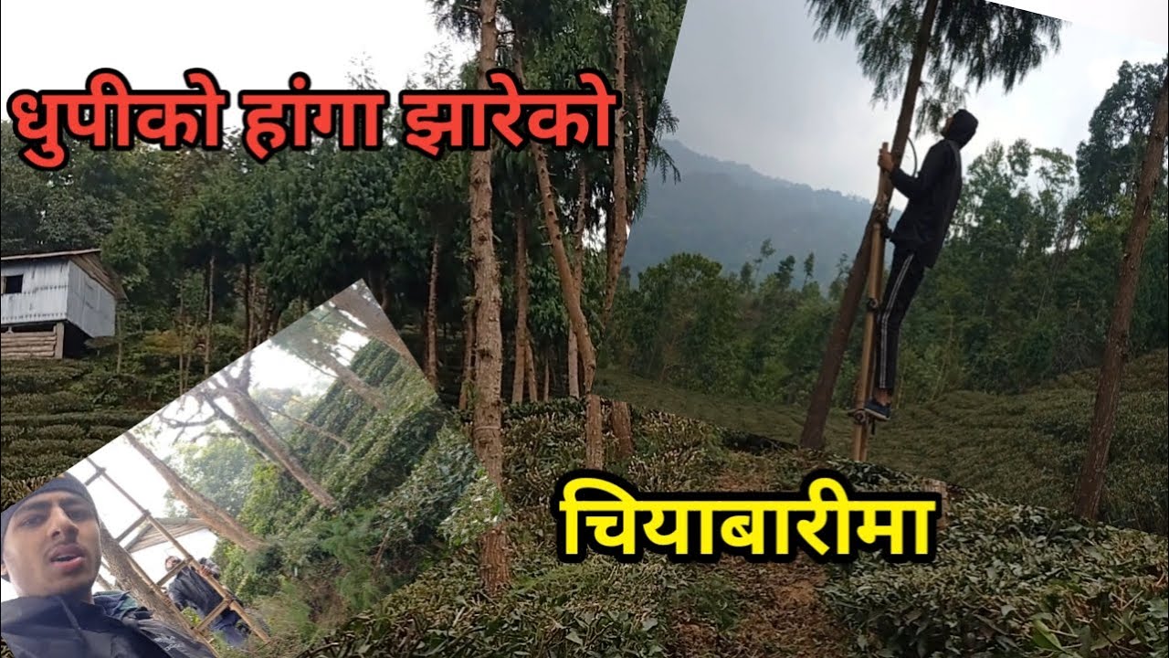 Chiyabariko dhuppi ko haga kateko//cutting tree branches 🌲🌲# ...