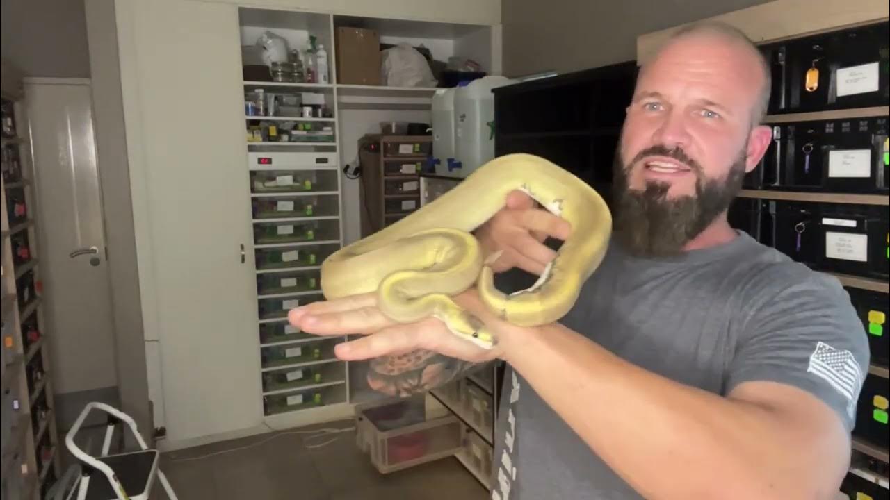 A few basic entry level but beautiful ball pythons for beginner ...