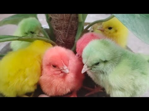 Small colorful chicken chick chirping | Hen baby | Cute happy chick ...