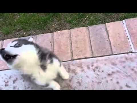 Dünyanın En Tatlı Sibirya Kurdu Husky  sen