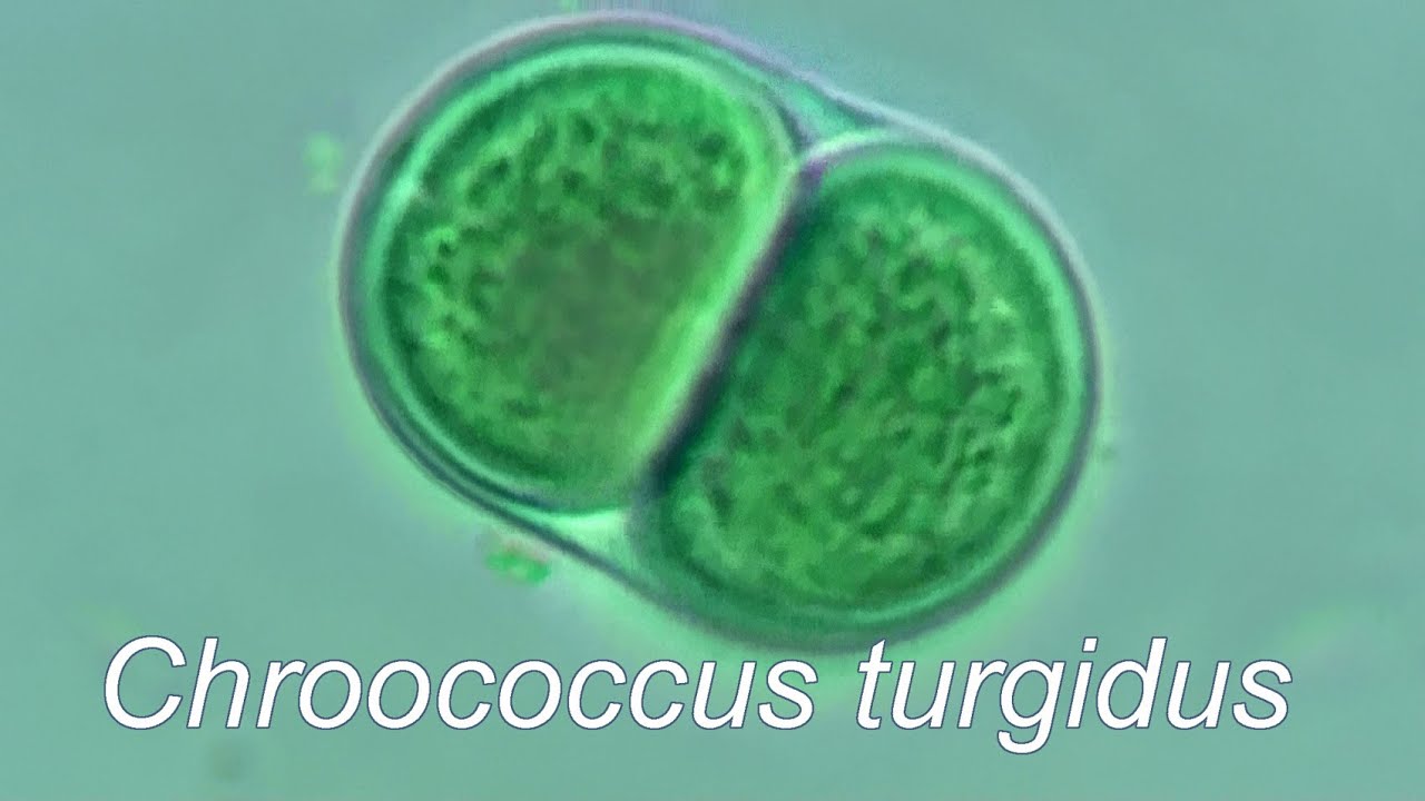 Chroococcus turgidus - YouTube