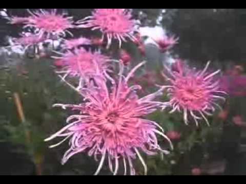 Beautiful Pakistan - Flora / Plants - YouTube
