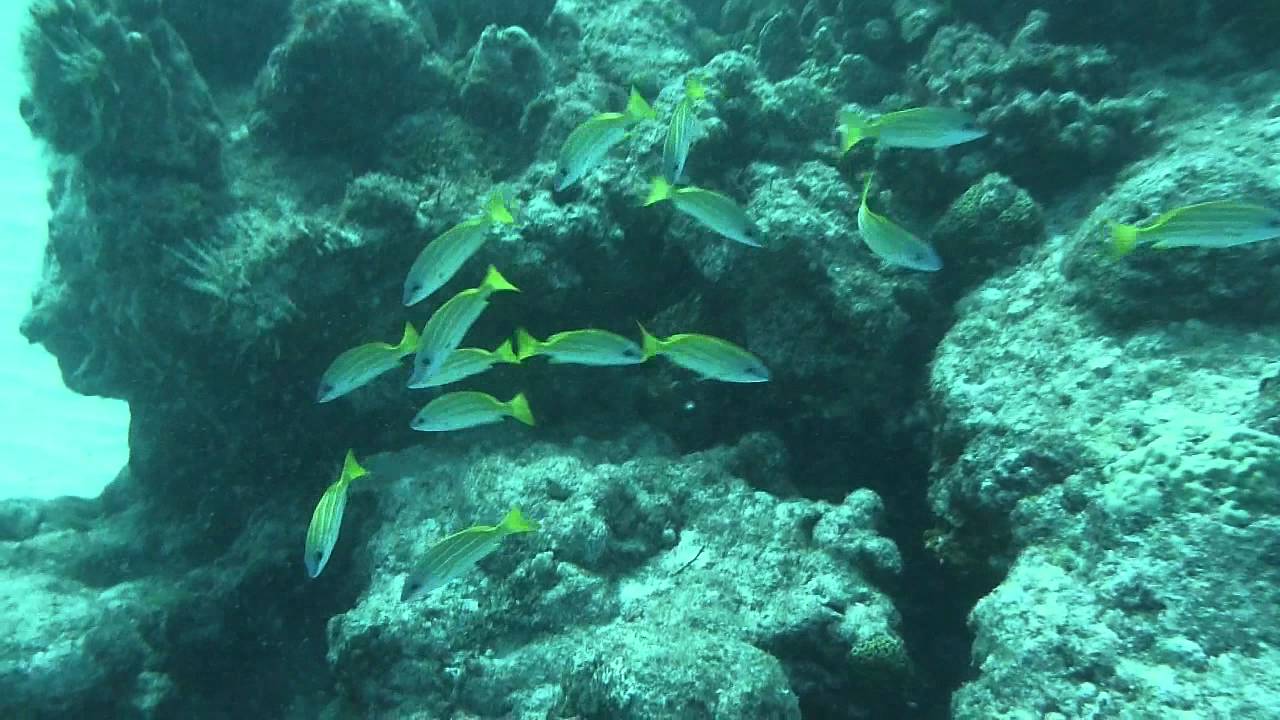 サイパン スキューバダイビング水中動画 パイプ Saipan Scuba Diving at Pipe - YouTube