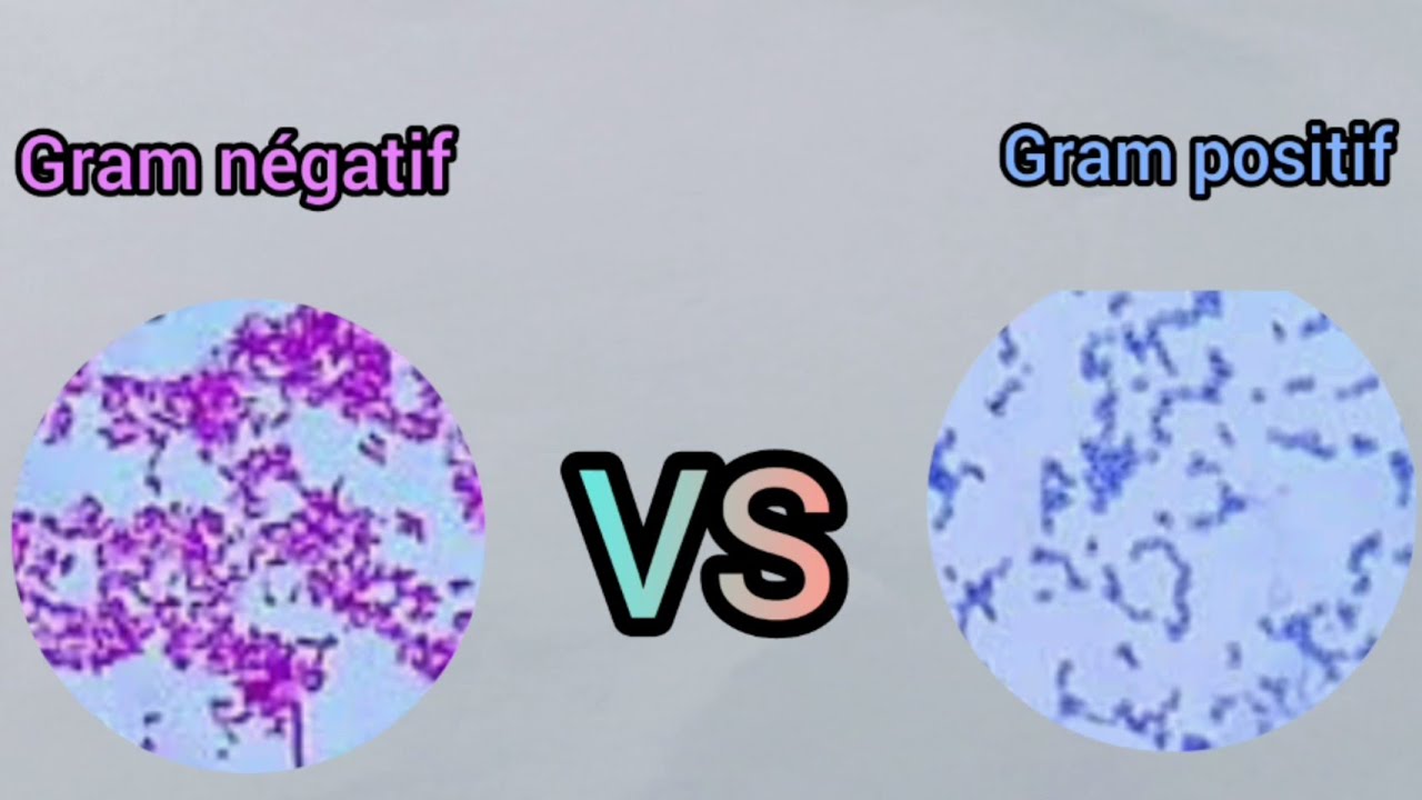 microbiology gram positive vs gram négative شرح مقارنة بين انواع ...