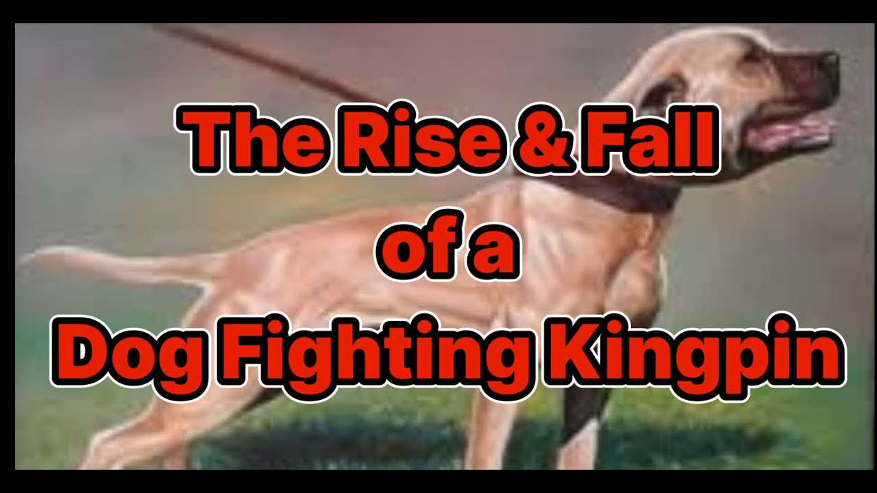 The Rise & Fall Of A Dog Fighting Kingpin #apbt #dog #pitbulldog - YouTube