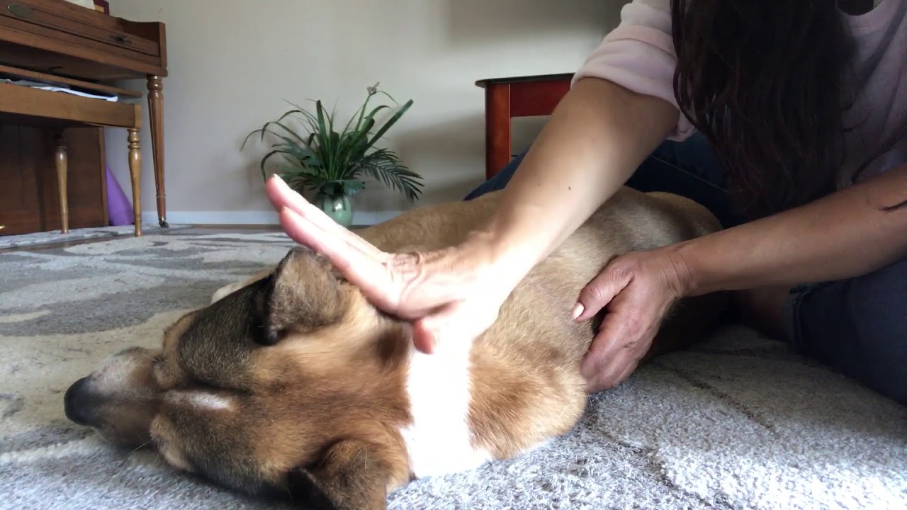Canine Massage (Head/Neck) - YouTube