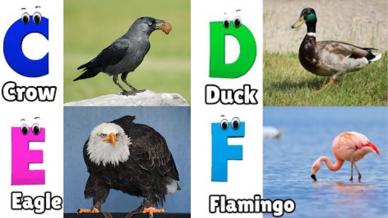 Birds Alphabet Song for Kids | Birds ABC Song | Phonics for Kids | Baby ...