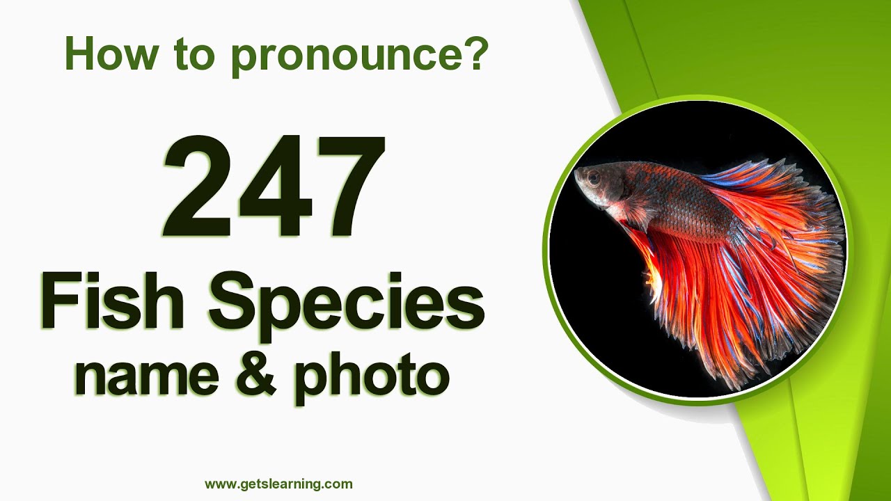 247 Fish Species Pronunciation and Photo - YouTube
