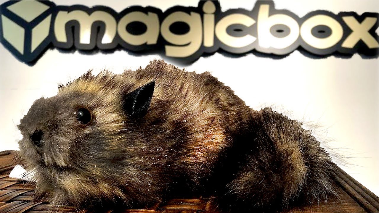 Rocky Raccoon / Derek Raccoon by Magicbox - YouTube