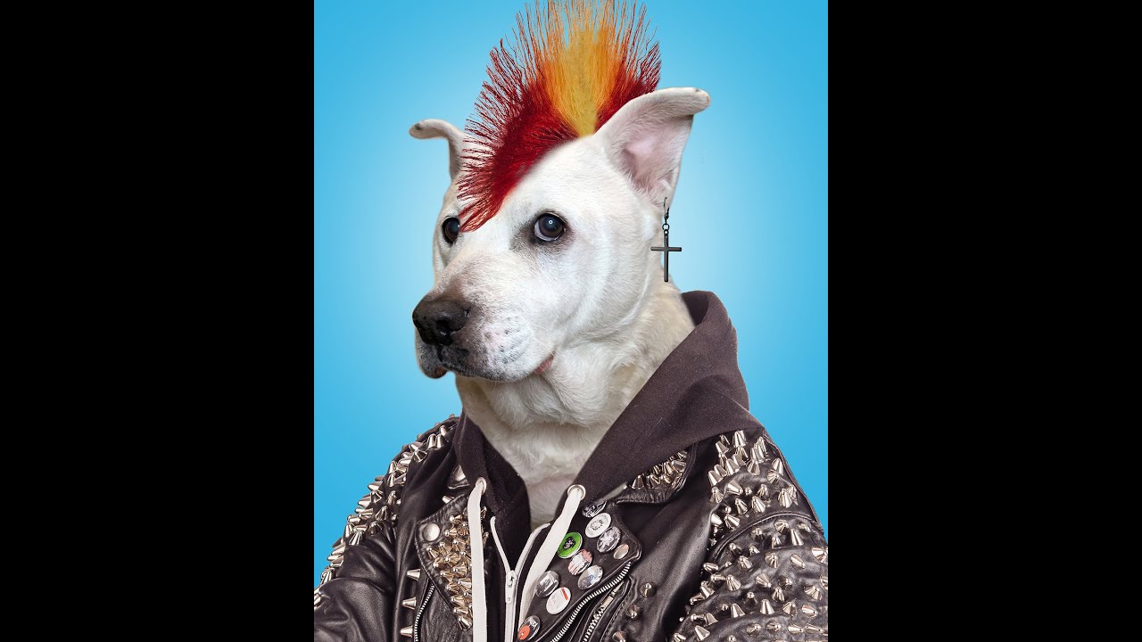 Photoshopping my dog as a punk rocker onto canvas wall art - YouTube
