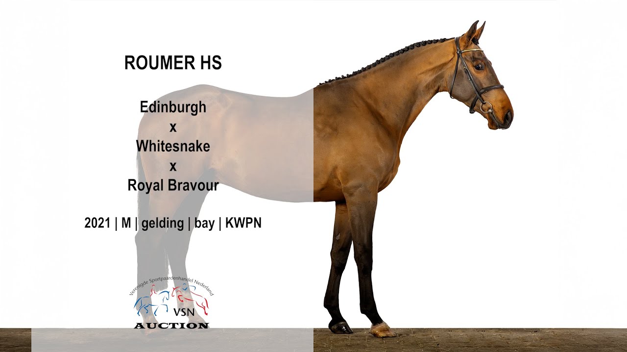 'Roumer HS' (v.Edinburgh) || VSN Horses Auction 9.0 - YouTube