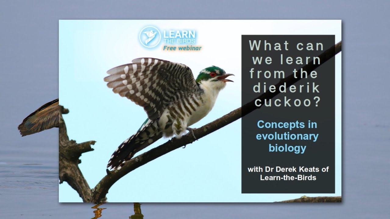 What can we learn from the Diederik Cuckoo? Concepts in evolutionary ...