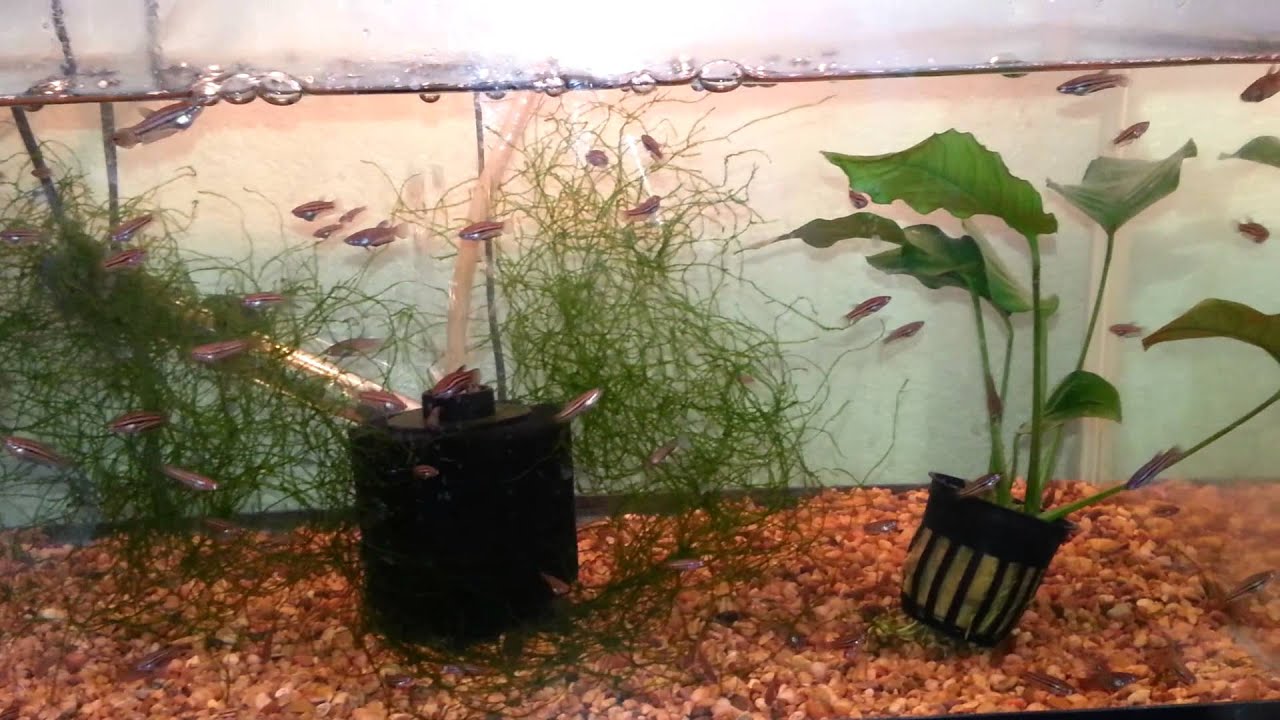 My Betta room - YouTube