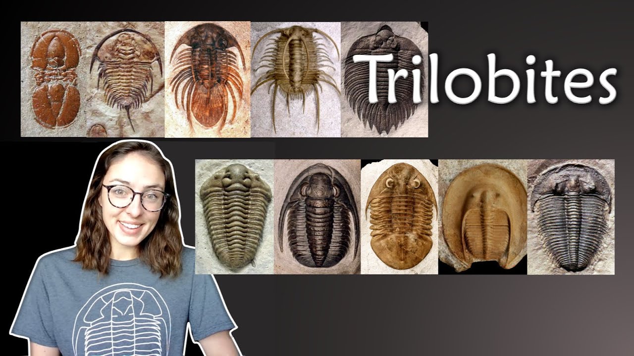 Arthropoda (Pt. 2) Trilobites- Invertebrate Paleontology | GEO GIRL ...