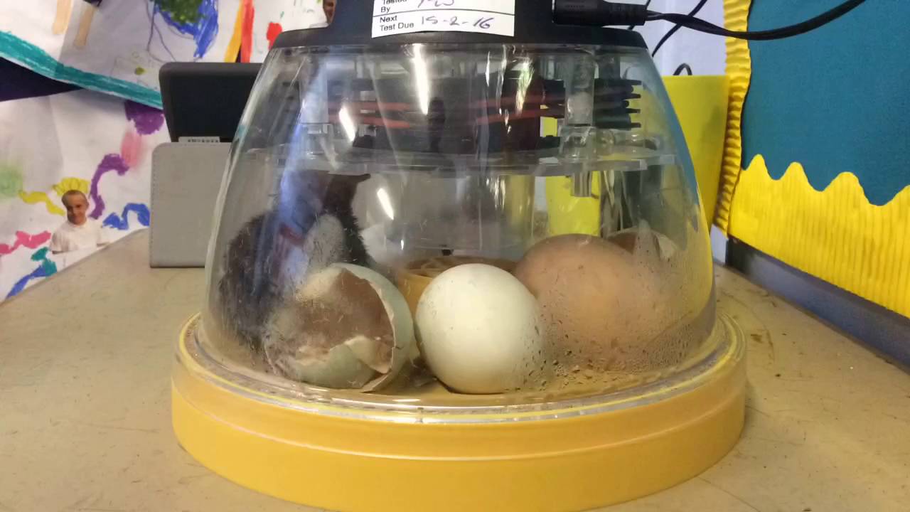 Eggucation Rare Breed Chicks hatching in a classroom - time lapse ...